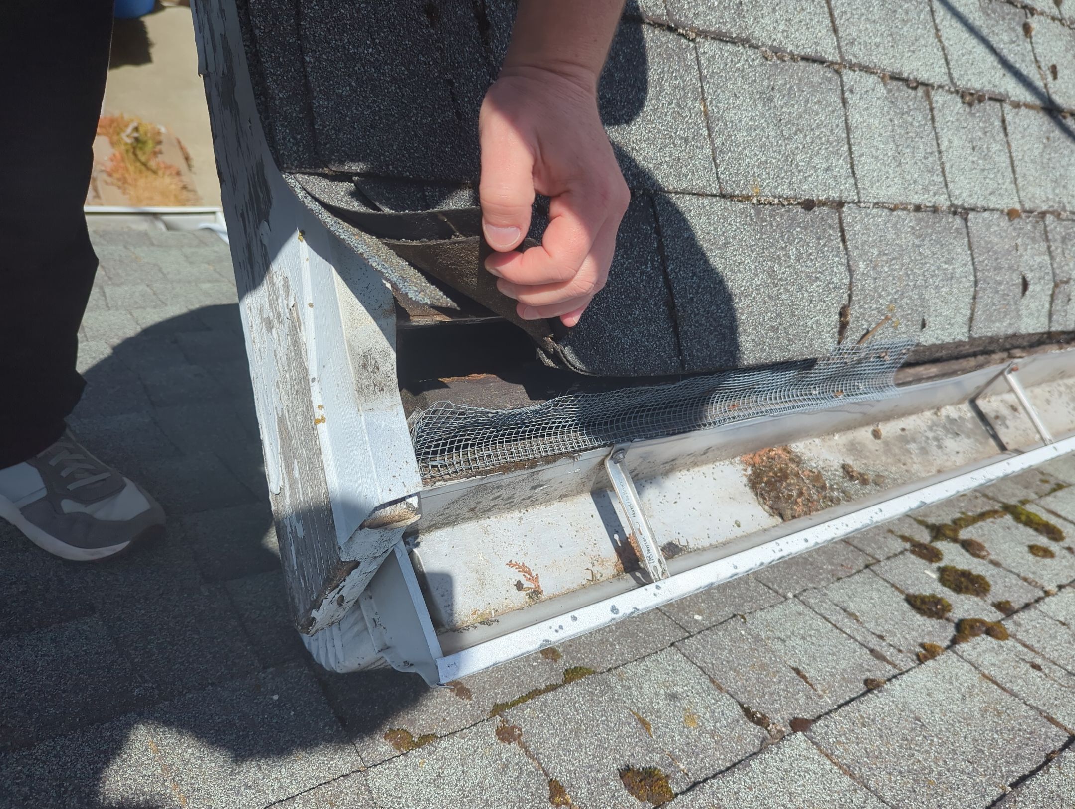 Can Small Roof Gaps Really Let Pests Into My Seattle Home?
