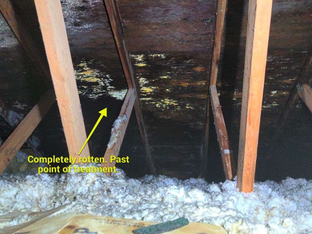 What Are the Signs You Need a Mold Inspection in Your Seattle Roof ...